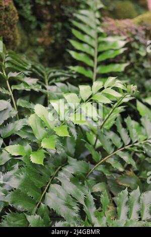 Summer ferns growing in the fields Stock Photo - Alamy