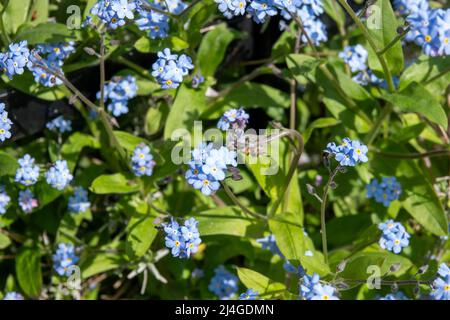 forget me nots a symbol of true love and respect Stock Photo - Alamy