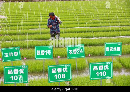 SUINING, CHINA - APRIL 14, 2022 - A farmer checks the growth of rice in ...