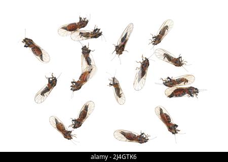 Cacopsylla melanoneura is an insect of the Psyllidae family. The pest ...