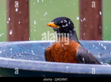 American Robin on the brink of the bird bath Stock Photo - Alamy
