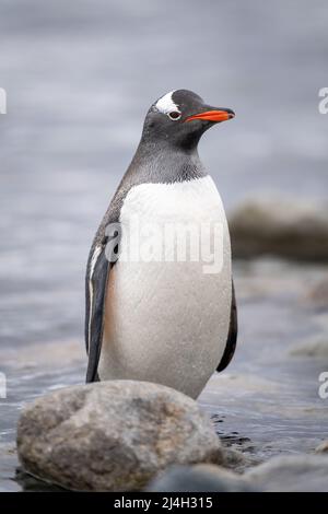 Gentoo penguin stands behind rocks eyeing camera Stock Photo - Alamy