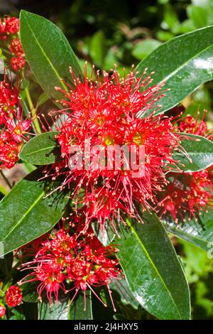 Cluster of deep red flowers & dark green leaves of Xanthostemon ...