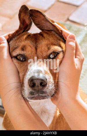 Mixed breed funny dog in a grey studio Stock Photo - Alamy