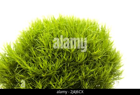 Unusual green carnation flowers in a shape of green fuzzy ball ...