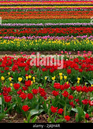 A vibrant array of colorful tulips bloom in a garden, bathed in ...