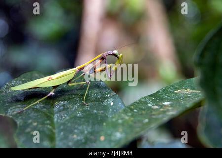 Praying Mantis in rainforest - La Laguna del Lagarto Eco-Lodge, Boca ...