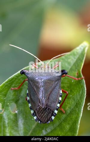 Stink Bug (Edessa sp.). Rainforest, La Selva Biological Station, Costa ...