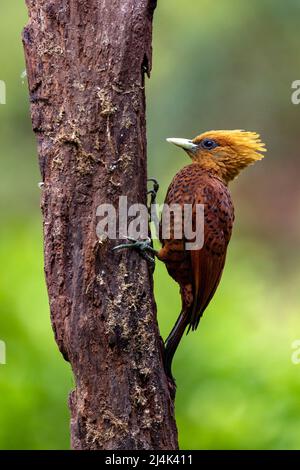 A female Chestnut-colored Woodpecker (Celeus castaneus) foraging on a ...