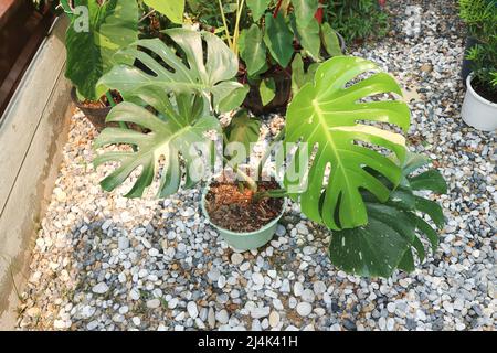 monstera thai constellation or Monstera, Hurricane plant or Swiss ...