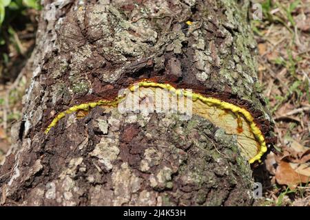 The cross section of a Gamboge newly cut tree spreading out its yellow ...