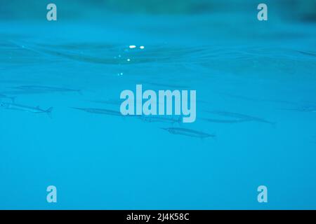 The garfish (Belone belone), also known as the garpike or sea needle ...