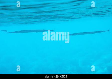 The garfish (Belone belone), also known as the garpike or sea needle ...