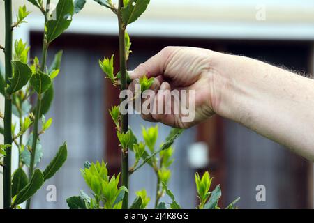 pictureof a hand picking up laurel leaves Stock Photo - Alamy