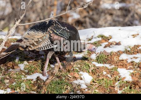 Wild Turkey in Zion Nationa lPark Utah in Winter Stock Photo - Alamy