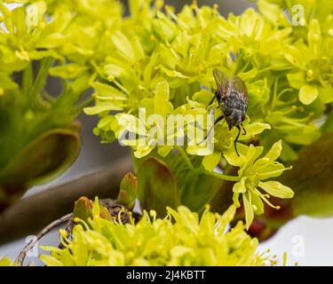 A selective focus shot of a bee collecting pollen Stock Photo - Alamy