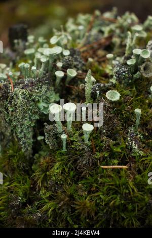 Pixie cup lichens in the forest from above Stock Photo - Alamy