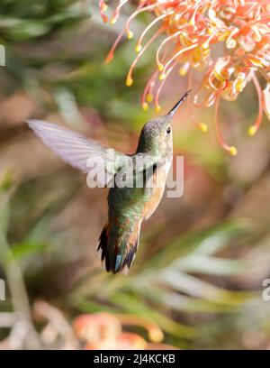 Rufous hummingbird (Selasphorus rufus) feeding at a red currant blossom ...