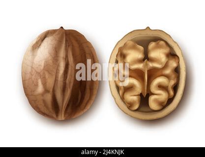 Vector two whole walnuts close up side view isolated on white ...
