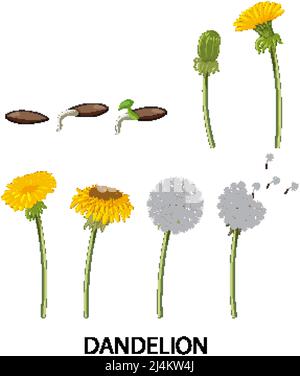 Set of dandelion life cycle illustration Stock Vector Image & Art - Alamy