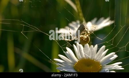 A spider weaves its prey into a cocoon on a blurred green background ...