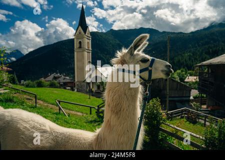 llamas in alpine village, dolomites, italy. High quality photo Stock ...