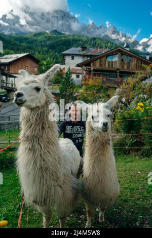 llamas in alpine village, dolomites, italy. High quality photo Stock ...