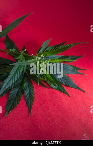 Indoor Cannabis plant, branch of marijuana on a pink background with ...