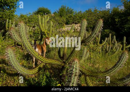 Sheep and goat farming in the Brazilian Caatinga biome. Goat with calf ...