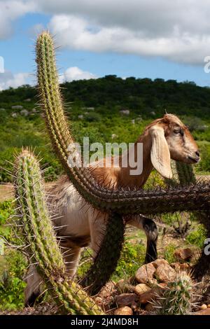 Sheep and goat farming in the Brazilian Caatinga biome. Goat with calf ...