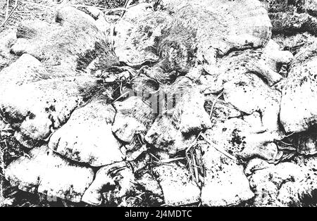 Distressed overlay texture of closeup seashell armor. grunge background ...