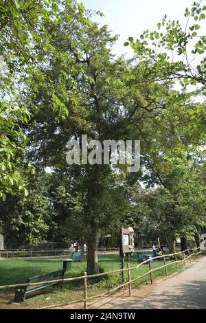 Streblus asper, commonly known as the Siamese rough bush, is a plant ...