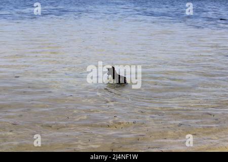 Black dog with cane swimming in the river Stock Photo - Alamy