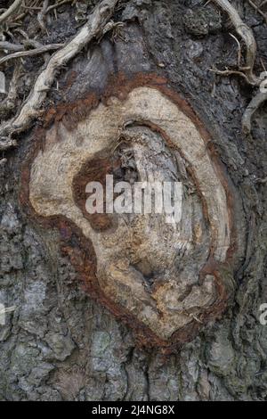 A well healed wound on a tree trunk after a branch removal Stock Photo ...