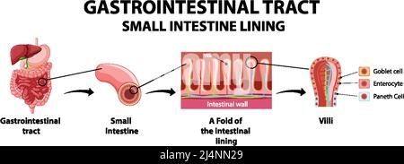 Diagram showing gastrointestinal tract illustration Stock Vector Image ...
