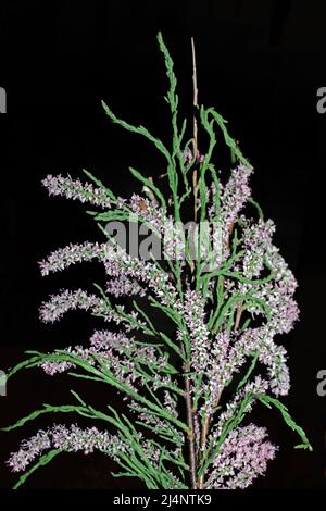 Tamarisk tree (tamarix ramosissima) flowering close-up Stock Photo - Alamy