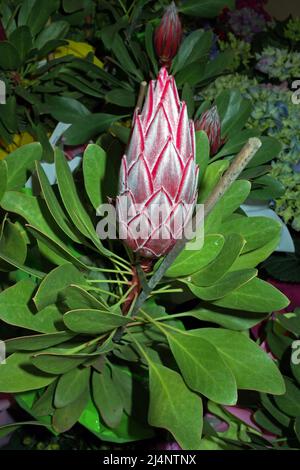Little prince (protea cynaroides) close-up Stock Photo - Alamy