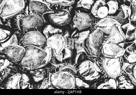 Distressed overlay closeup texture of chestnut. grunge black and white ...