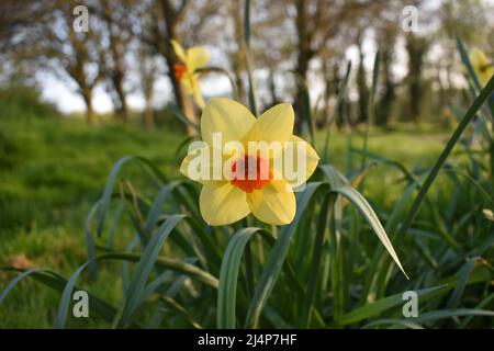 Daffodil (Narcissus) Red Devon Stock Photo - Alamy
