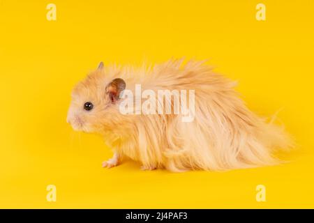long-haired hamster on a yellow background. animal rodent. High quality ...