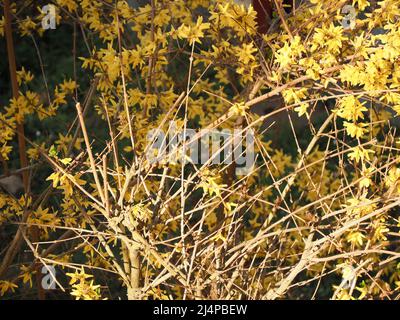 Forsythia (scientific Name Forsythia X Intermedia) Tree ((forsythia ...