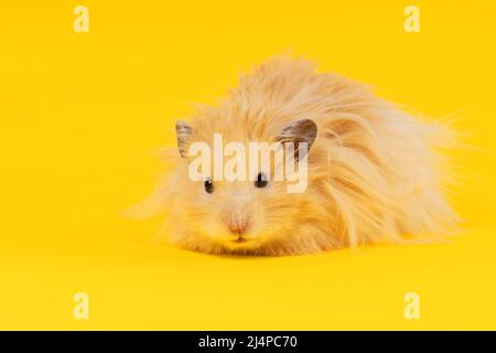 angora hamster on a yellow background. animal rodent. High quality ...