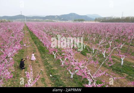 Beijing, China. 17th Apr, 2022. Tourists visit a cole flower field in ...