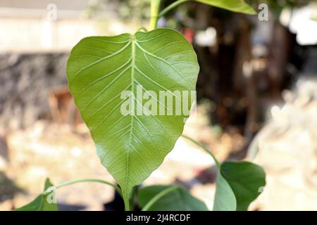 Pipal Tree (Ficus religiosa) plant leaf. with blur background Stock ...