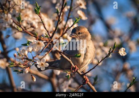 Spring fauna and flora. Common sparrow on tree branches Stock Photo - Alamy