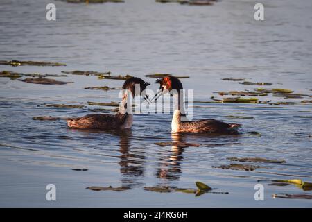 Phenomenal lake scene with animals. Pair of ducks with their beaks ...