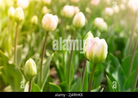 Pink tulips in pastel coral tints at blurry background, closeup. Fresh ...