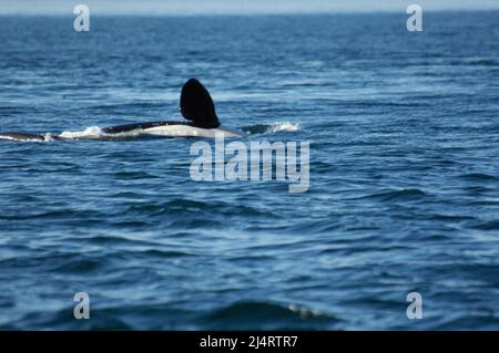 Orca near San Juan Island, Washington state Stock Photo - Alamy