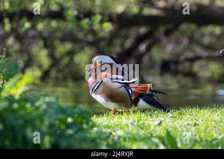Aix galericulata, mandarin duck sitting on the branch Stock Photo - Alamy