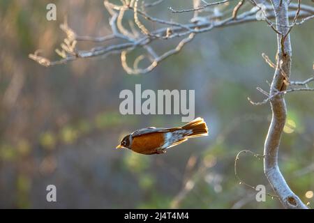 American robin flight Stock Photo - Alamy